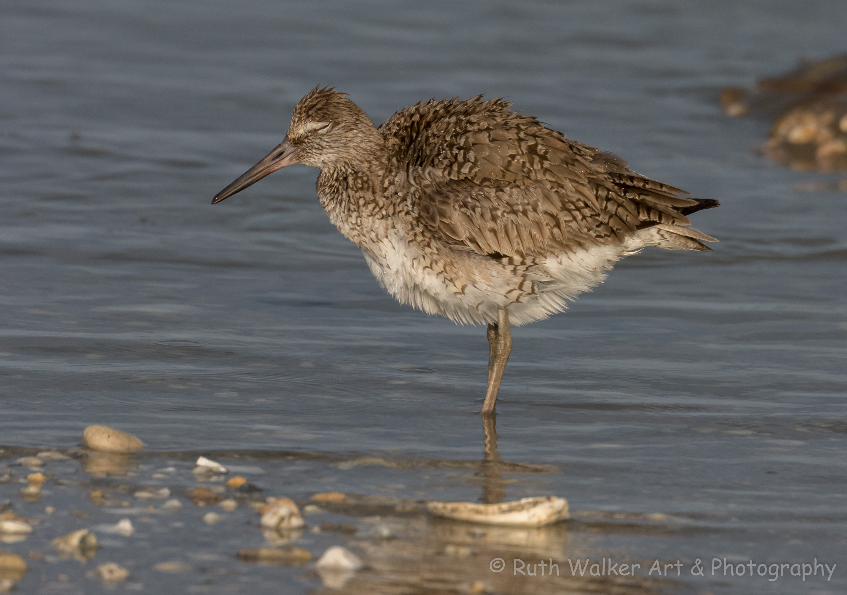 American waders – Ruth Walker Art & Photography